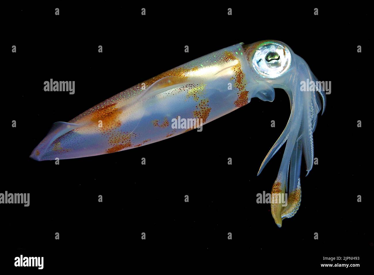 Bigfin reef squid (Sepioteuthis lessoniana), Maui, Hawaii Stock Photo ...