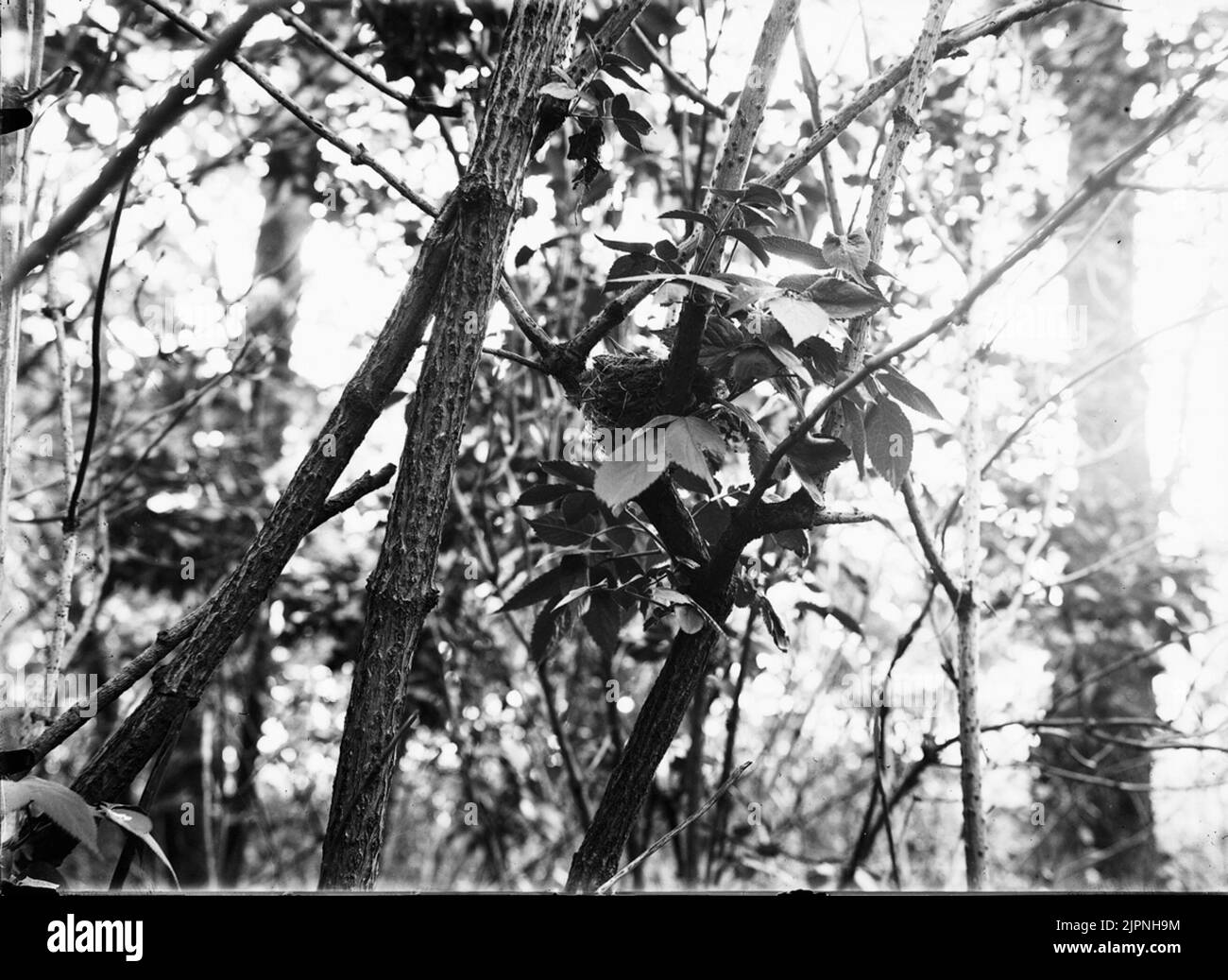 Stay by mood singers Bo av härmsångare Stock Photo - Alamy