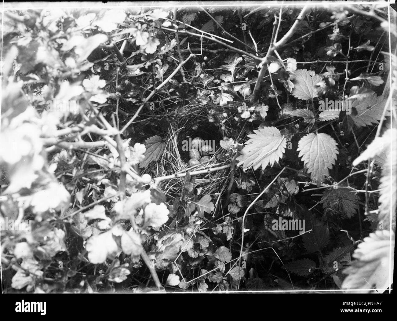 Thorn singers Törnsångare Stock Photo - Alamy