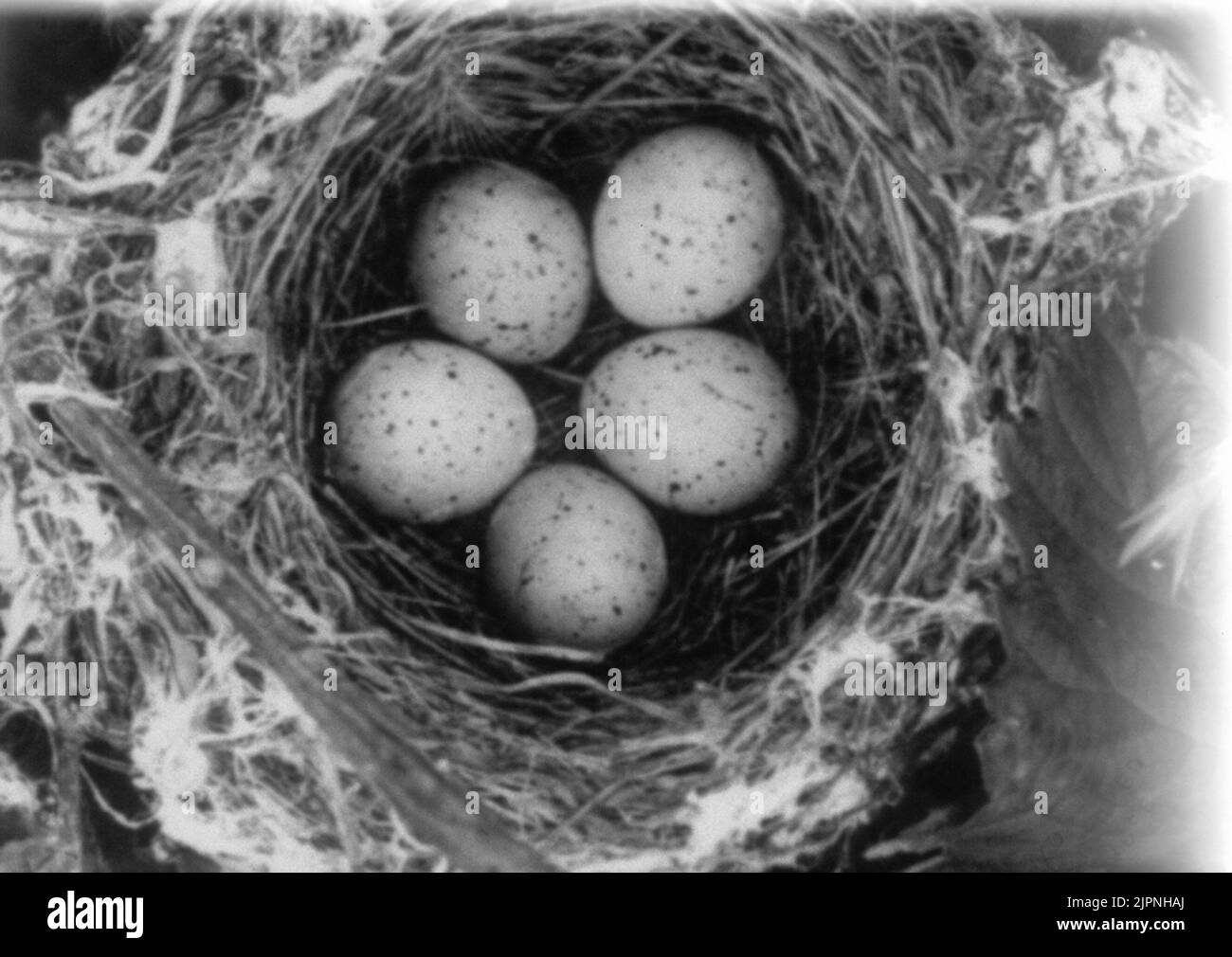 Stay by mood singers Bo av härmsångare Stock Photo - Alamy