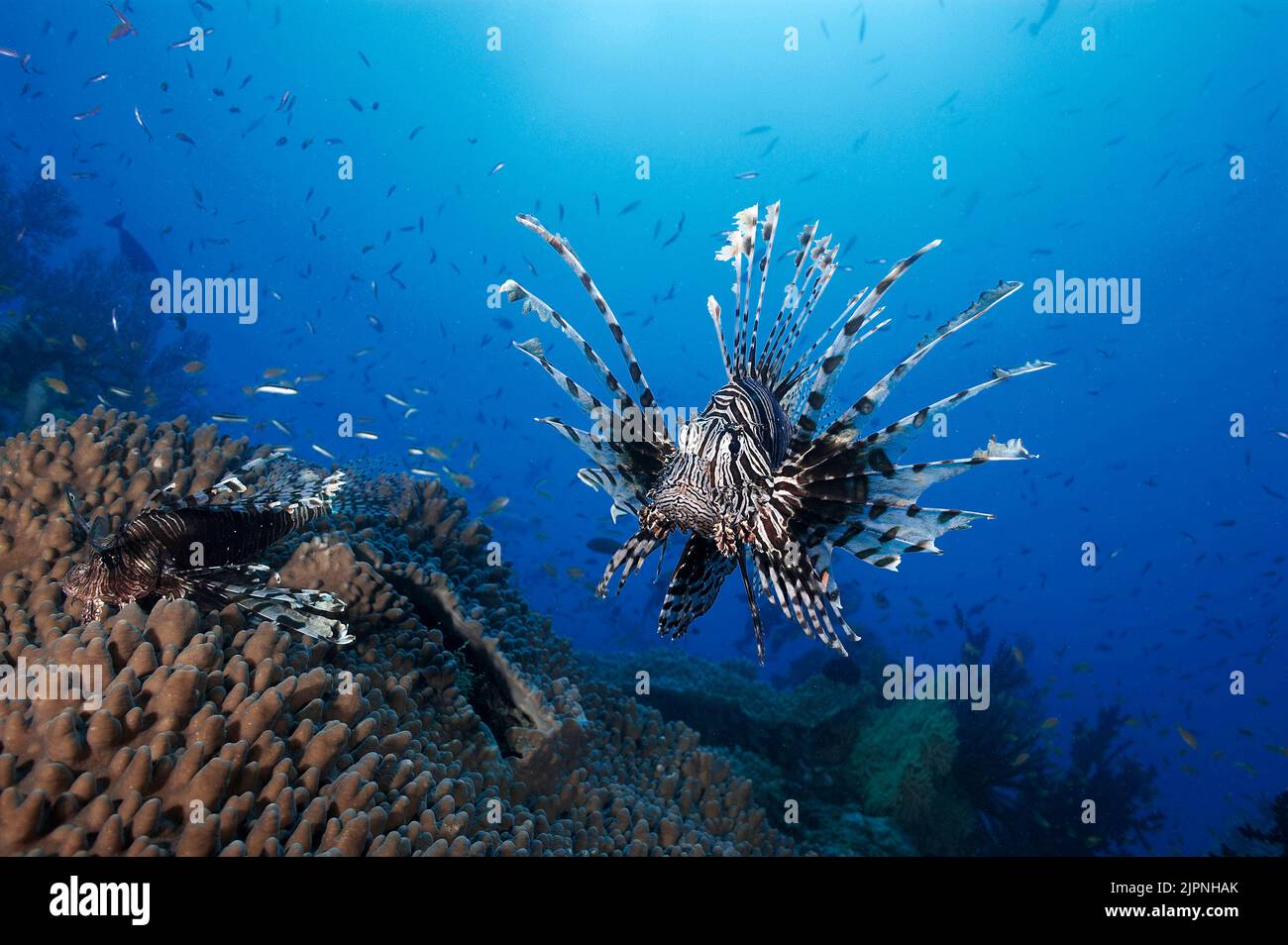 Common lionfish or Red Lionfish (Pterois volitans) in a coral reef ...