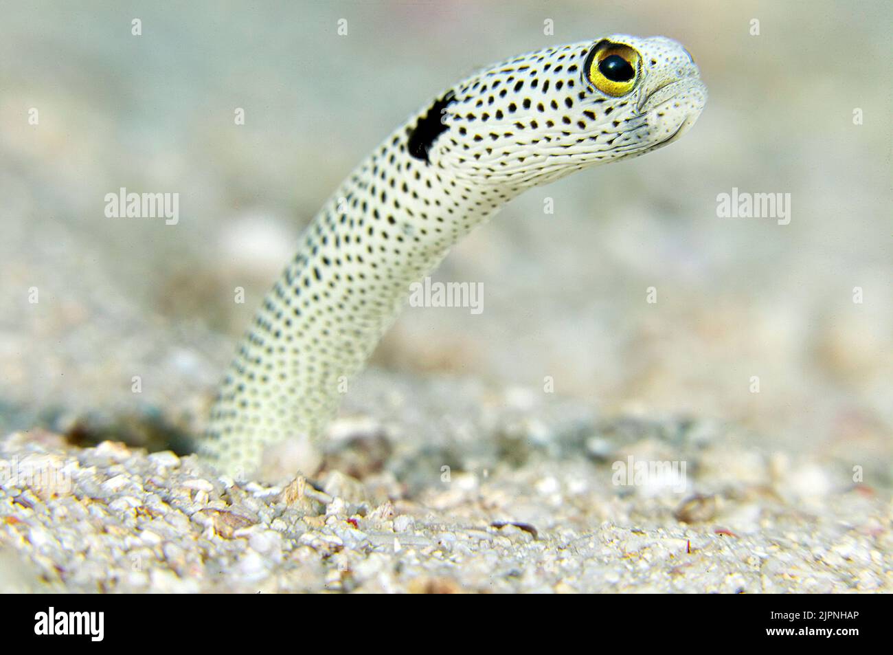 Spotted Garden Eel (Heteroconger hassi) lives in holes of sandy areas ...