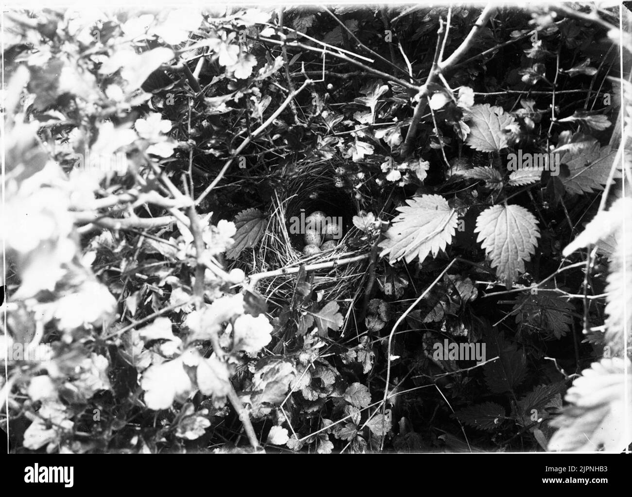 Thorn singers Törnsångare Stock Photo - Alamy