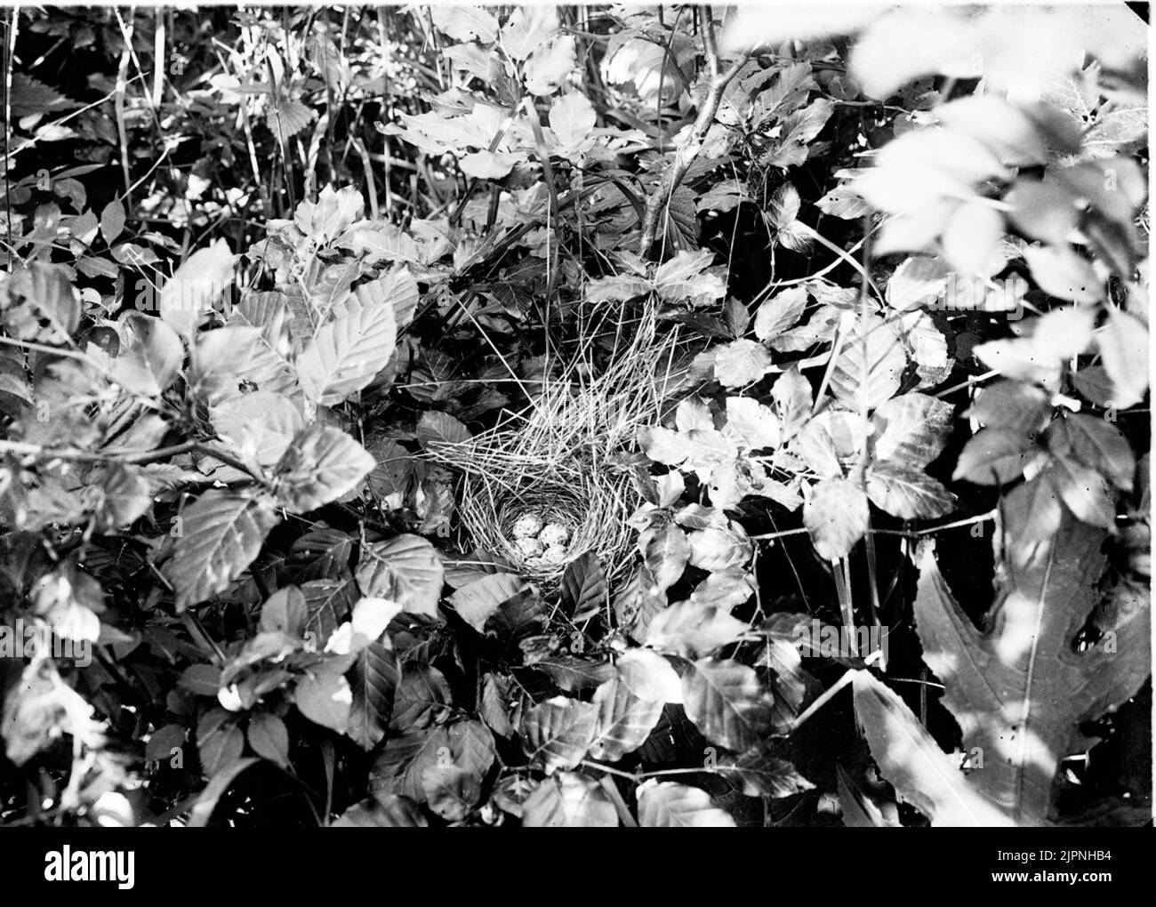 Garden singer hi-res stock photography and images - Alamy