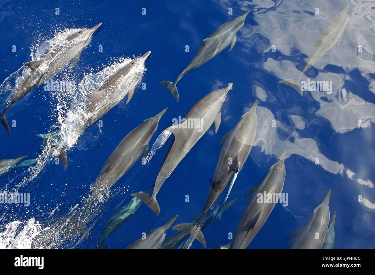 Gewoehnlicher delfin hi-res stock photography and images - Alamy