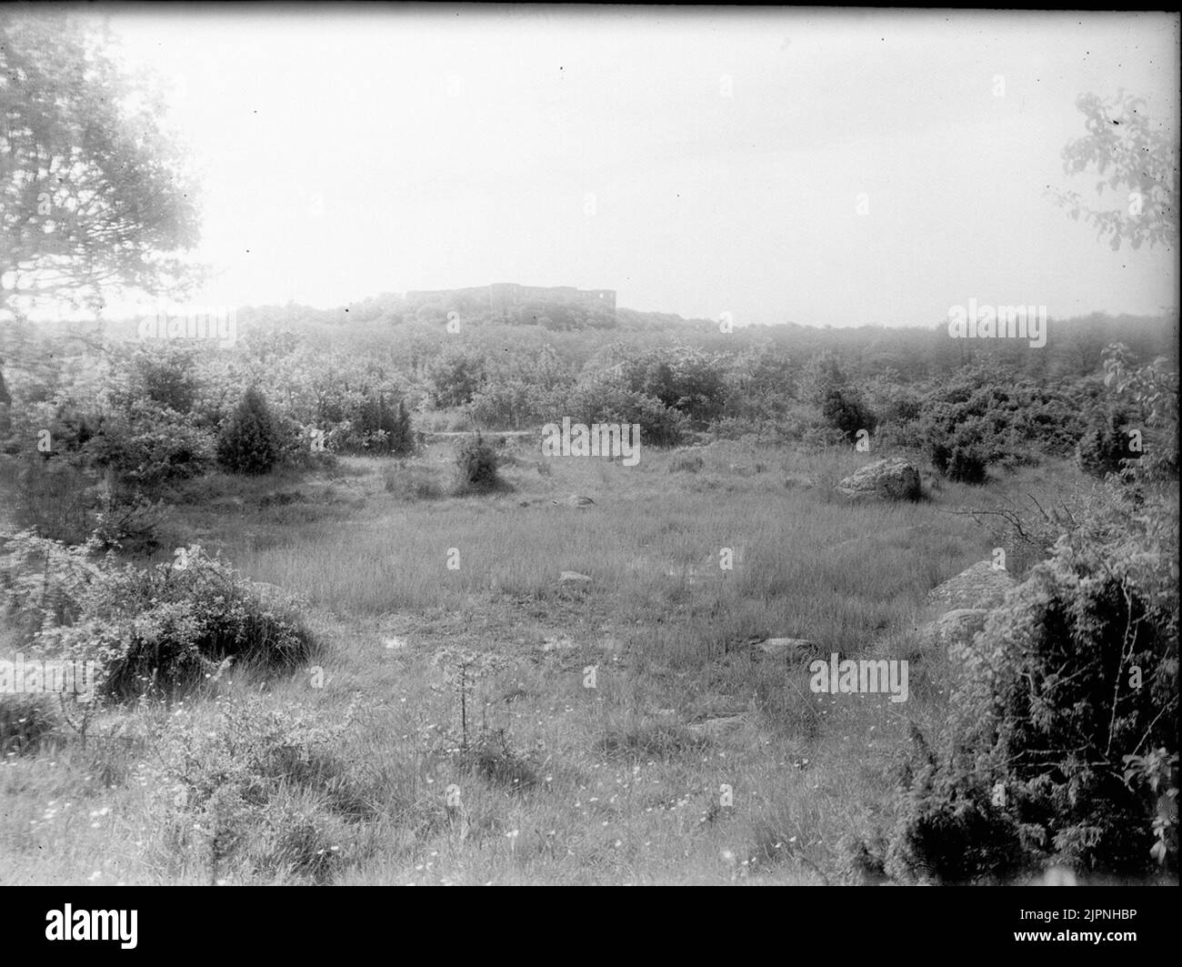 Hawk singer Höksångare Stock Photo - Alamy