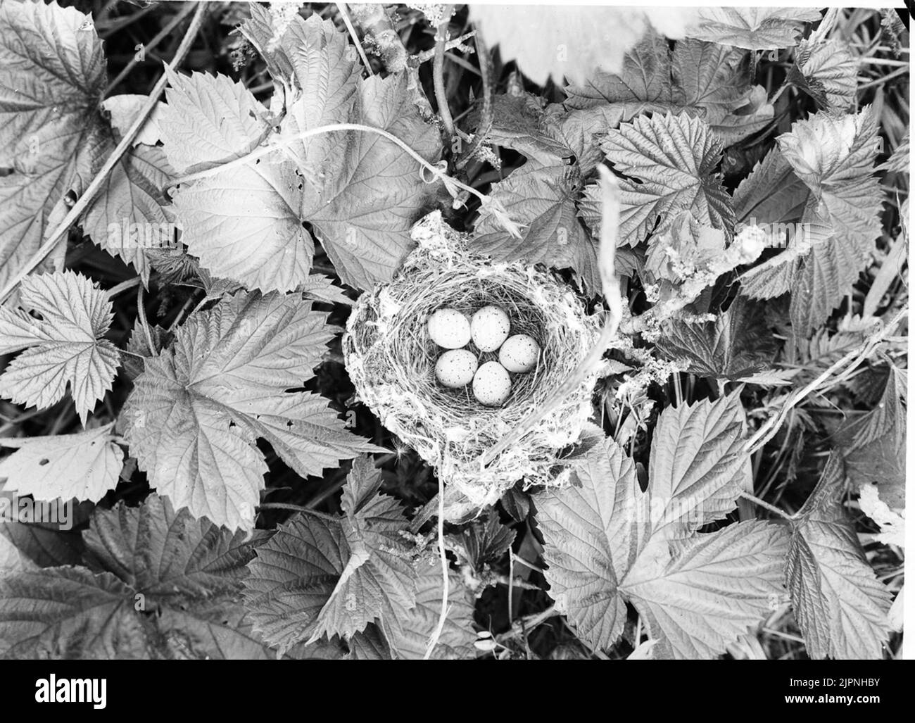 Stay by mood singers Bo av härmsångare Stock Photo - Alamy