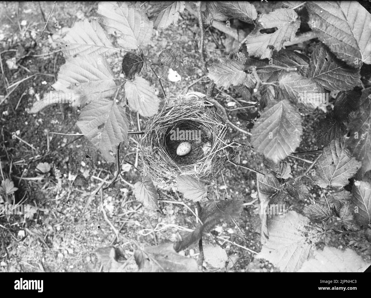 Stay by mood singers Bo av härmsångare Stock Photo - Alamy