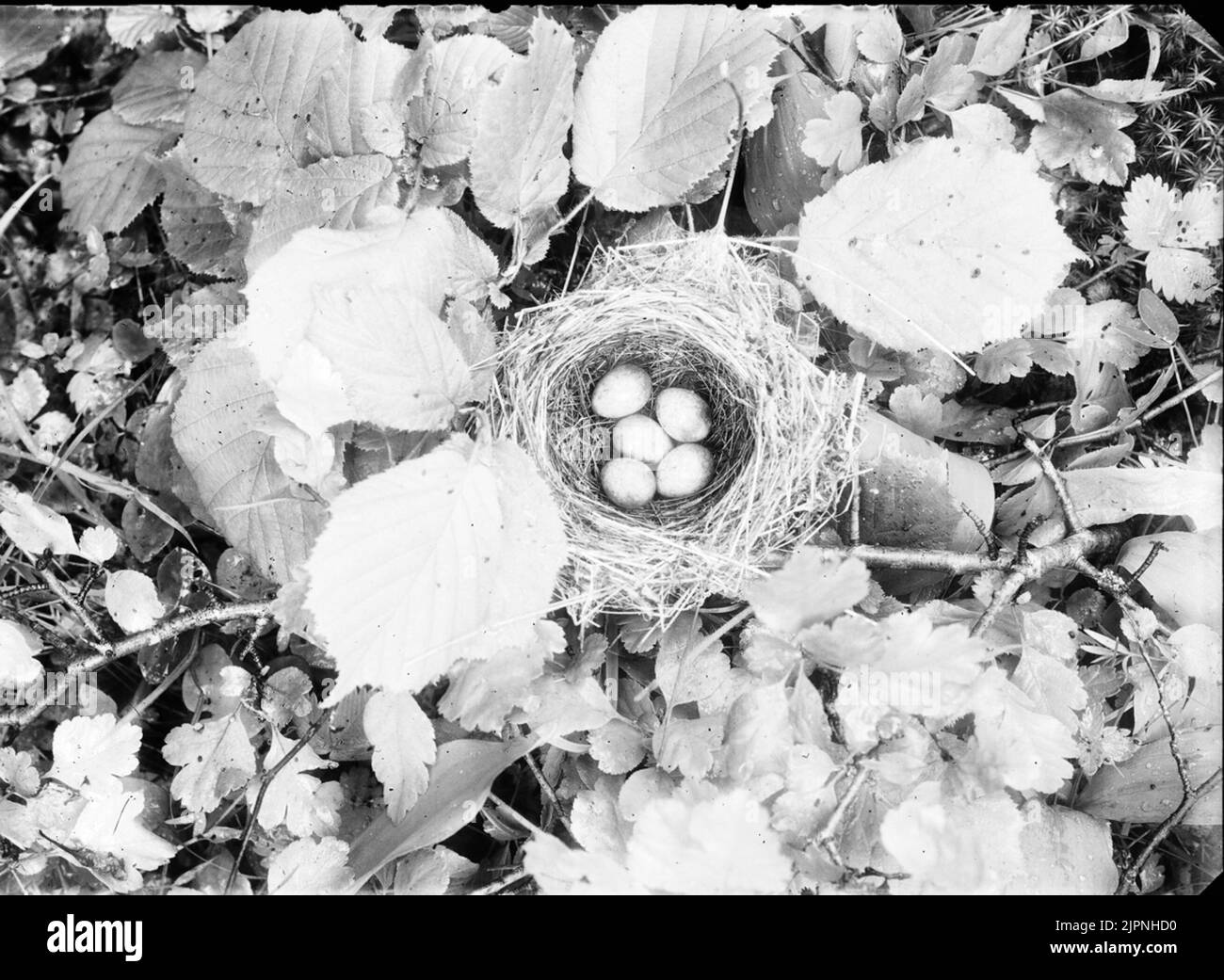 Bo cap Black and White Stock Photos & Images - Alamy