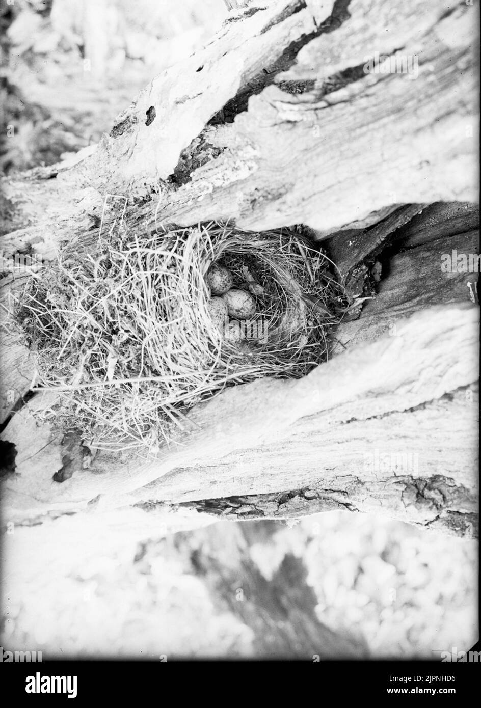 Flycatchers Black and White Stock Photos & Images - Alamy