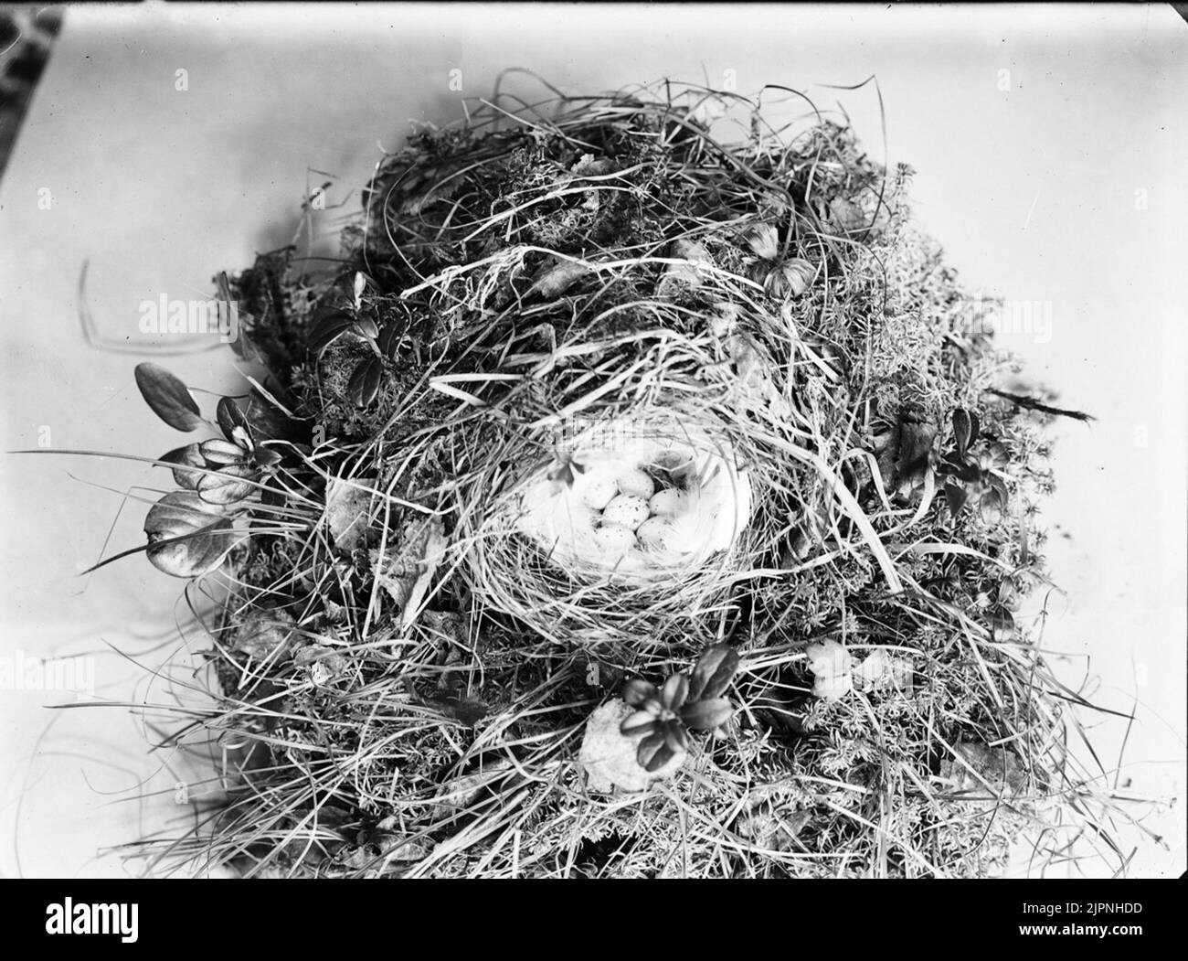 Stay by branch singers Bo av gransångare Stock Photo - Alamy