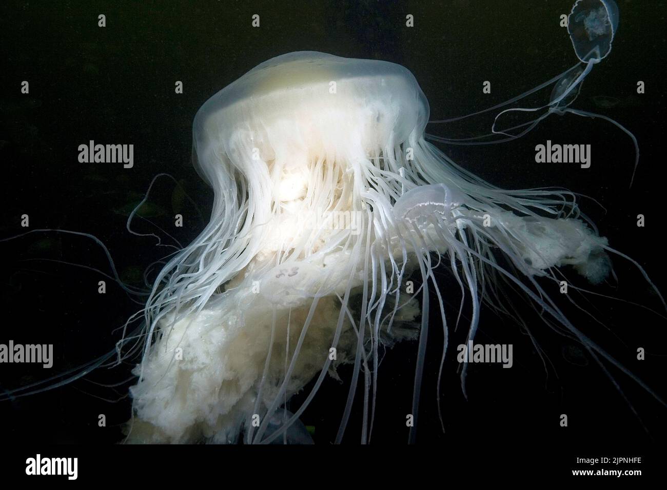 Fried Egg Jellyfish or Egg-yolk jellyfish (Phacellophora camchakana ...