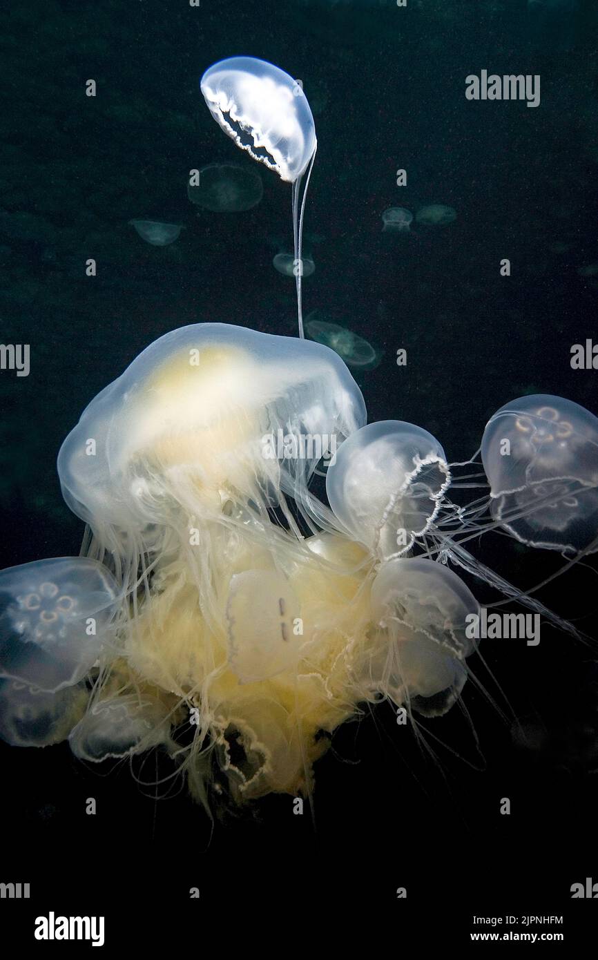 Fried Egg Jellyfish or Egg-yolk jellyfish (Phacellophora camchakana ...