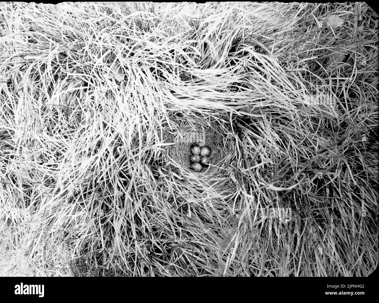 Tree pipe Trädpiplärka Stock Photo - Alamy