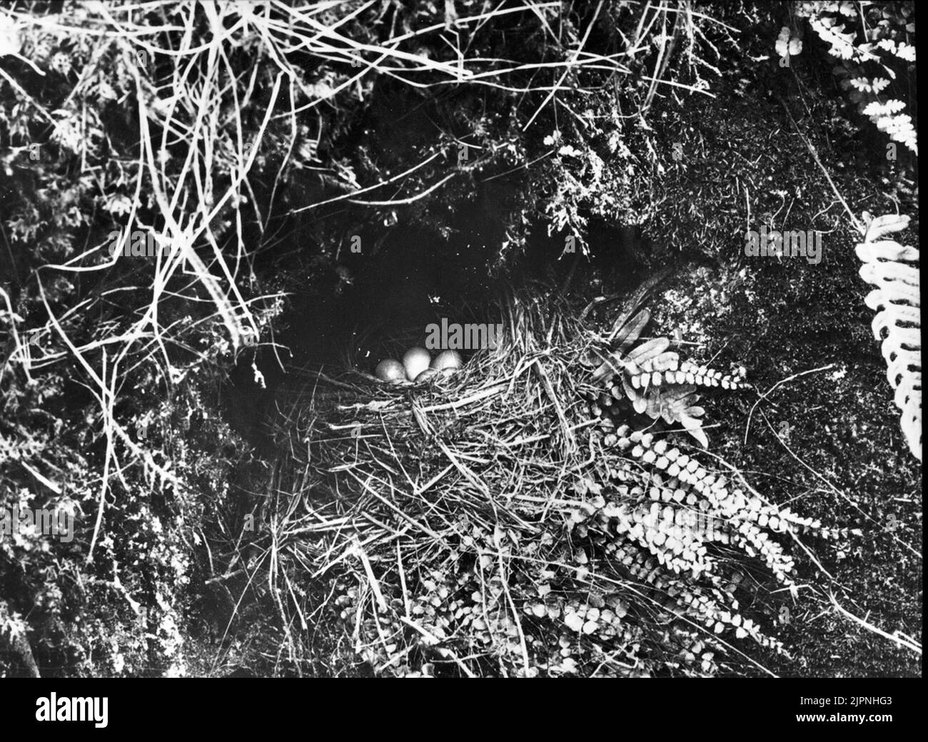 Stay of Forsella (gray gown) Bo av forsärla (gråärla Stock Photo - Alamy