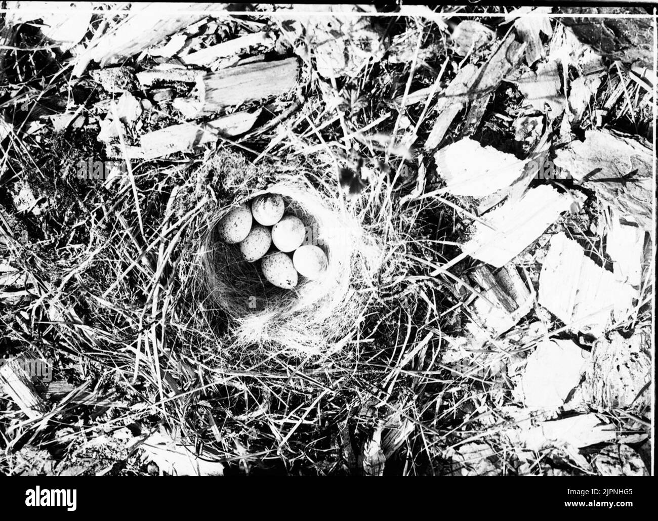 Stay of cereal Bo av sädesärla Stock Photo - Alamy