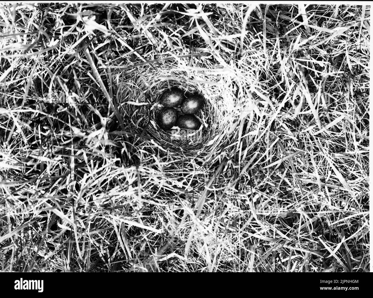 Tree pipe Trädpiplärka Stock Photo - Alamy