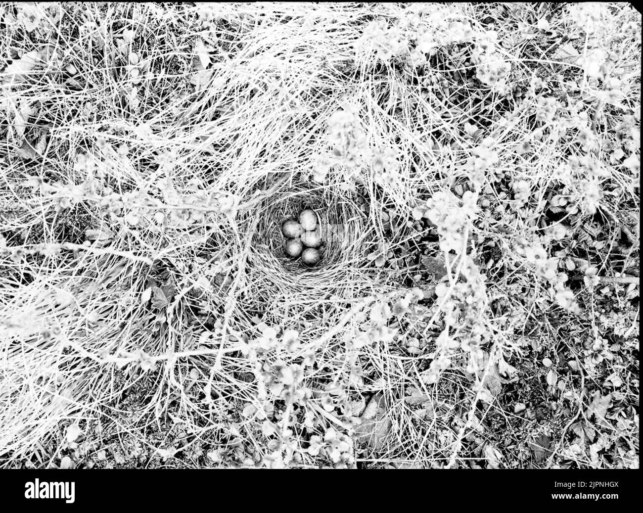 Throat red Black and White Stock Photos & Images - Alamy