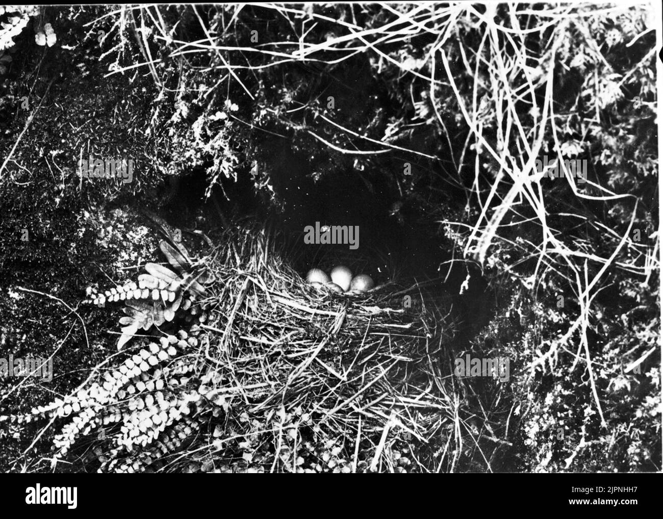 Stay of Forsella (gray gown) Bo av forsärla (gråärla Stock Photo - Alamy