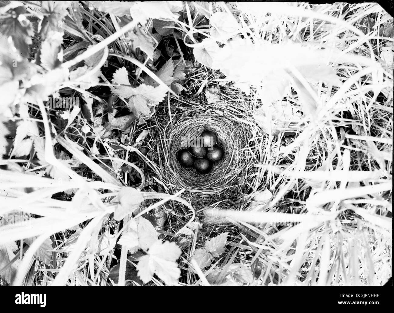 Bell tree instrument Black and White Stock Photos & Images - Alamy