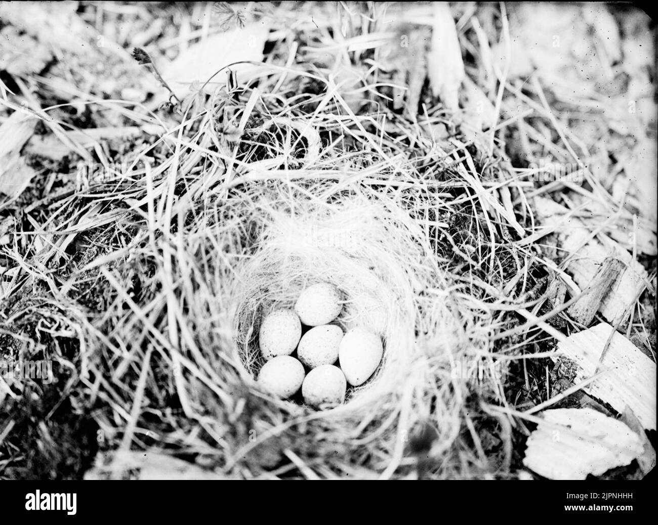 Stay of cereal Bo av sädesärla Stock Photo - Alamy