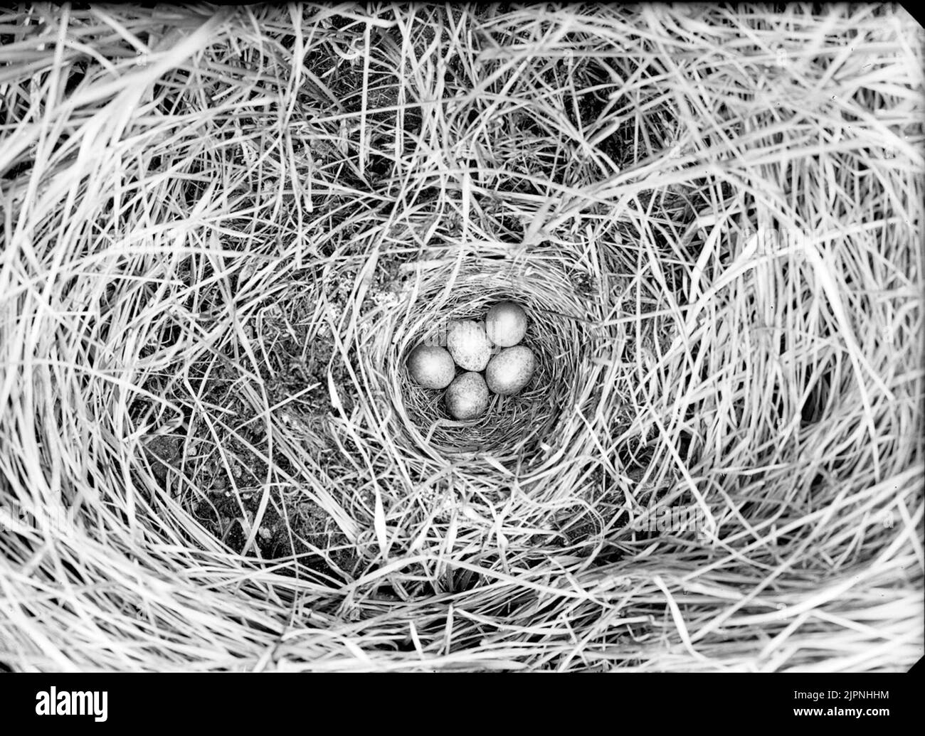 Stay by sharpening Bo av skärpiplärka Stock Photo - Alamy