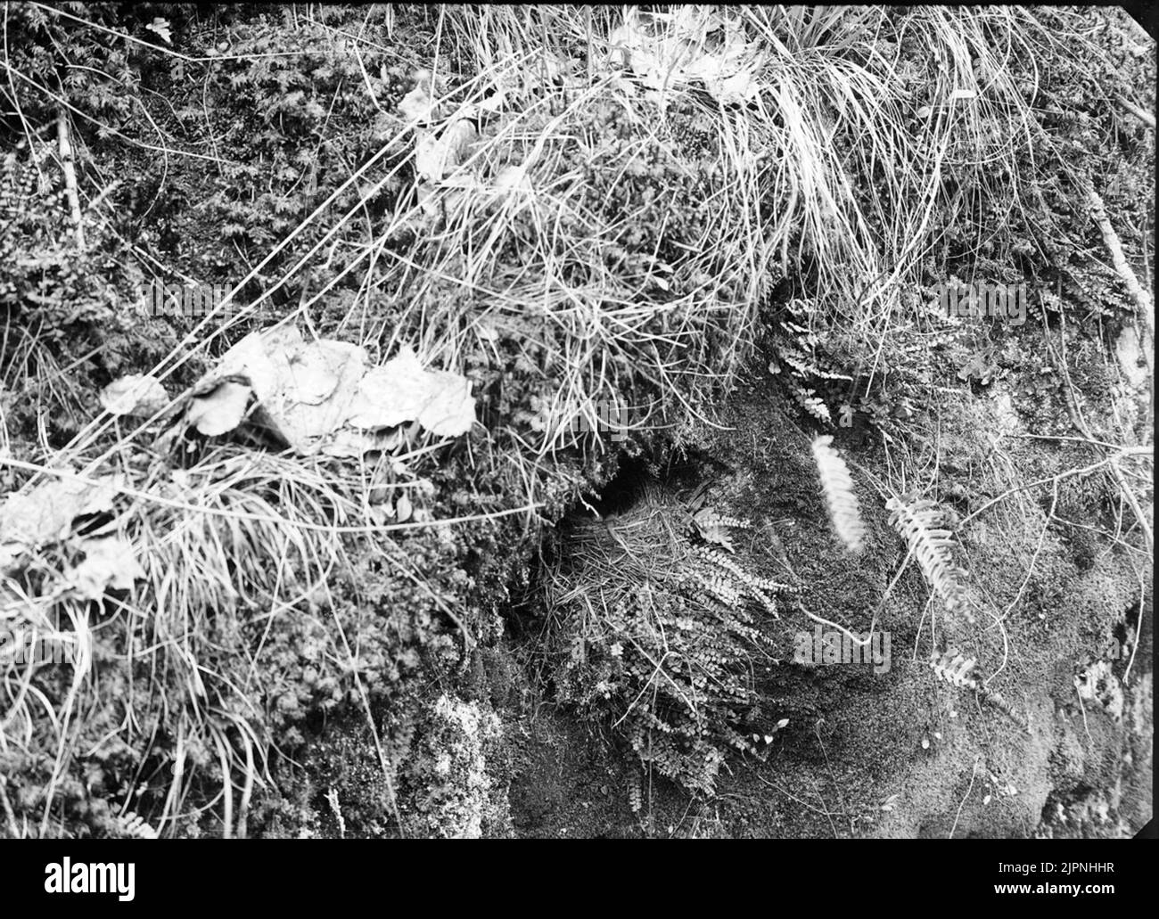 Forswear hi-res stock photography and images - Alamy