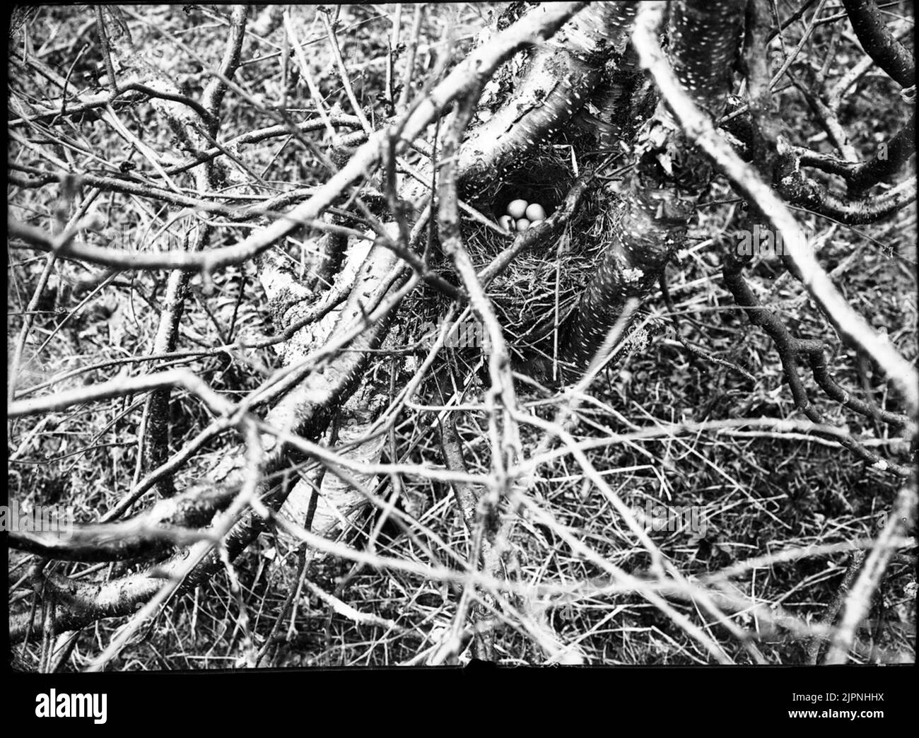 Stylized iron art hi-res stock photography and images - Alamy