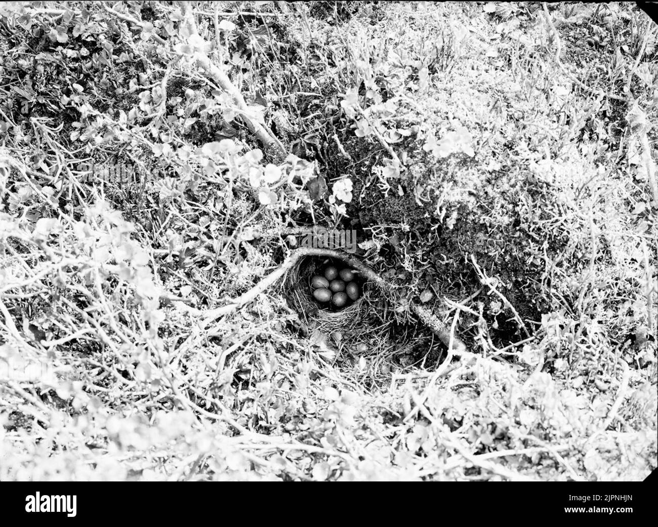 Yellow flyer Black and White Stock Photos & Images - Alamy