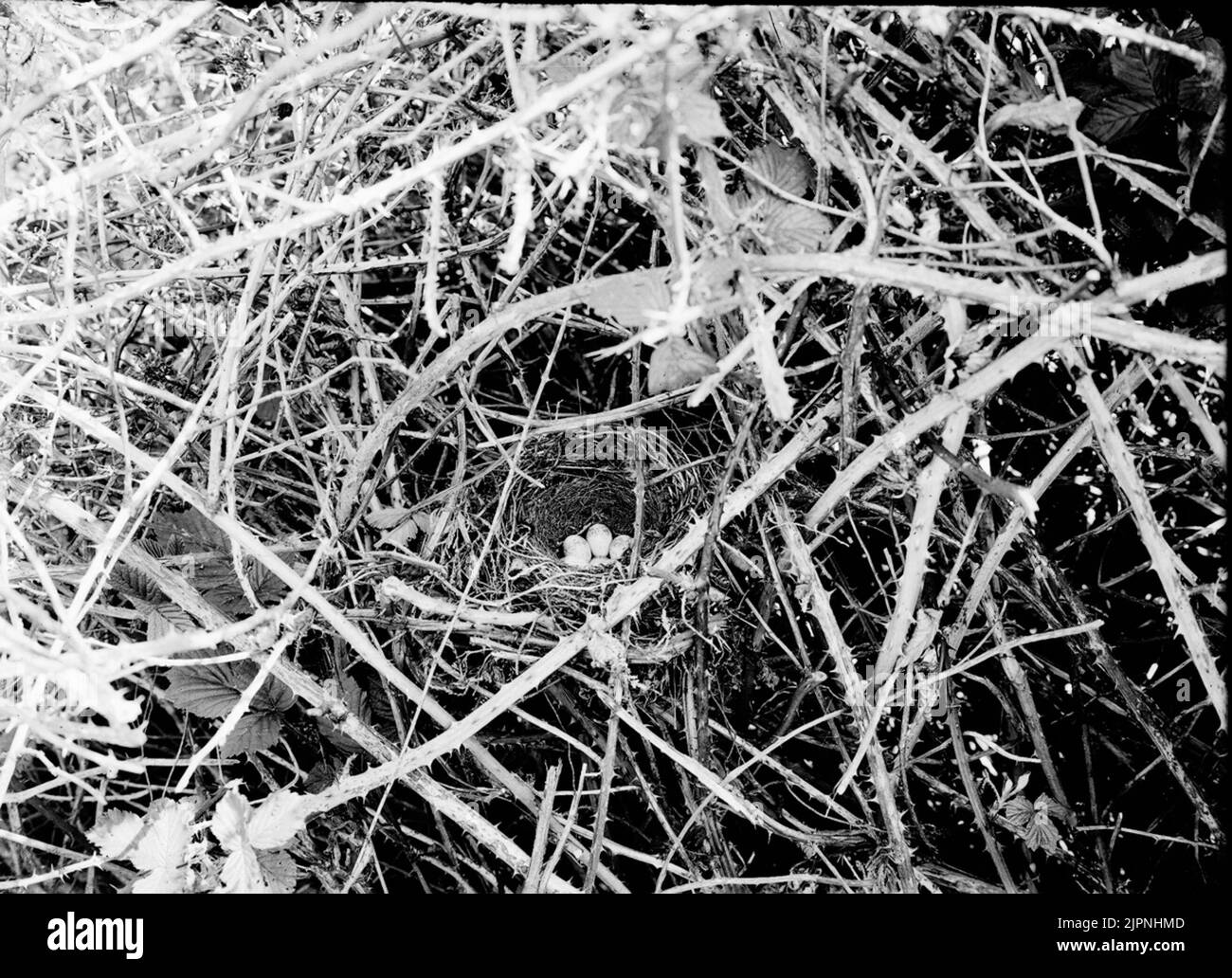 Biotope Black and White Stock Photos & Images - Alamy