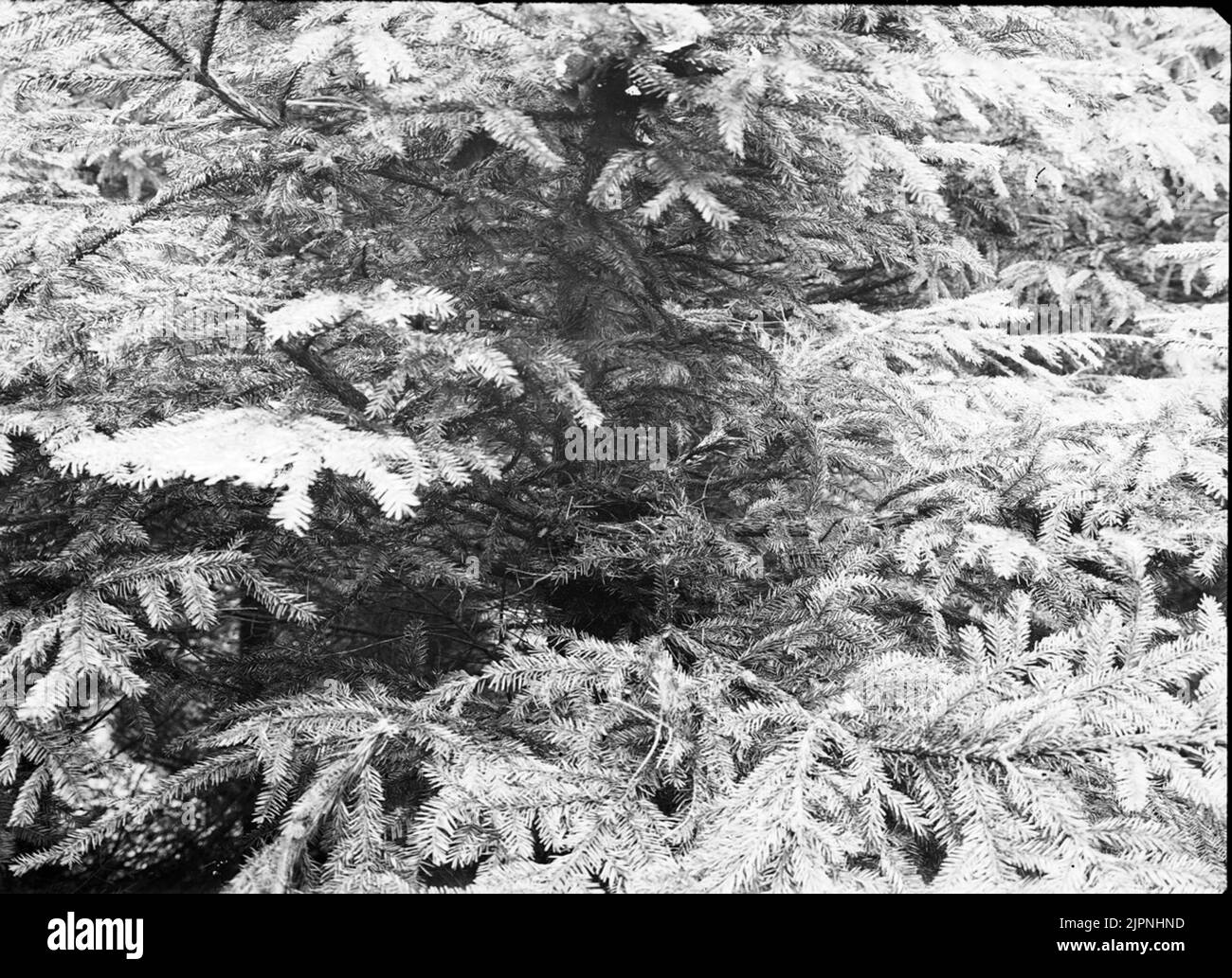 Greenfink hi-res stock photography and images - Alamy