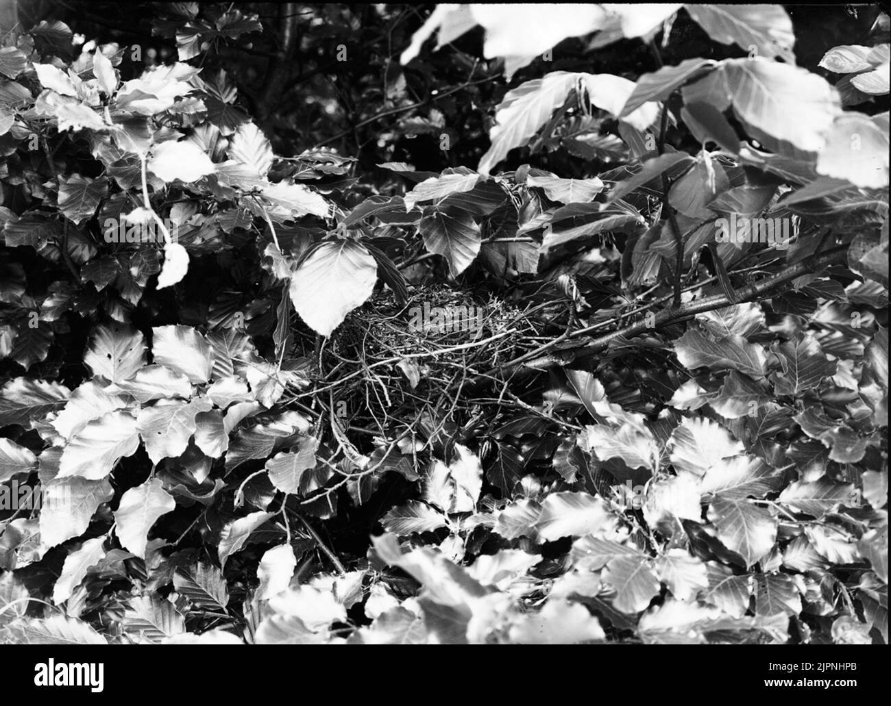 Settlement method Black and White Stock Photos & Images - Alamy