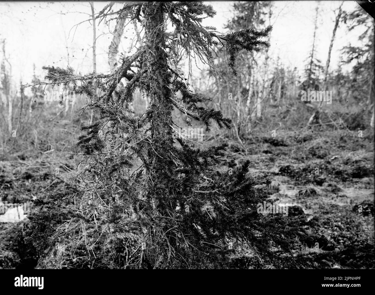Soil biotope Black and White Stock Photos & Images - Alamy