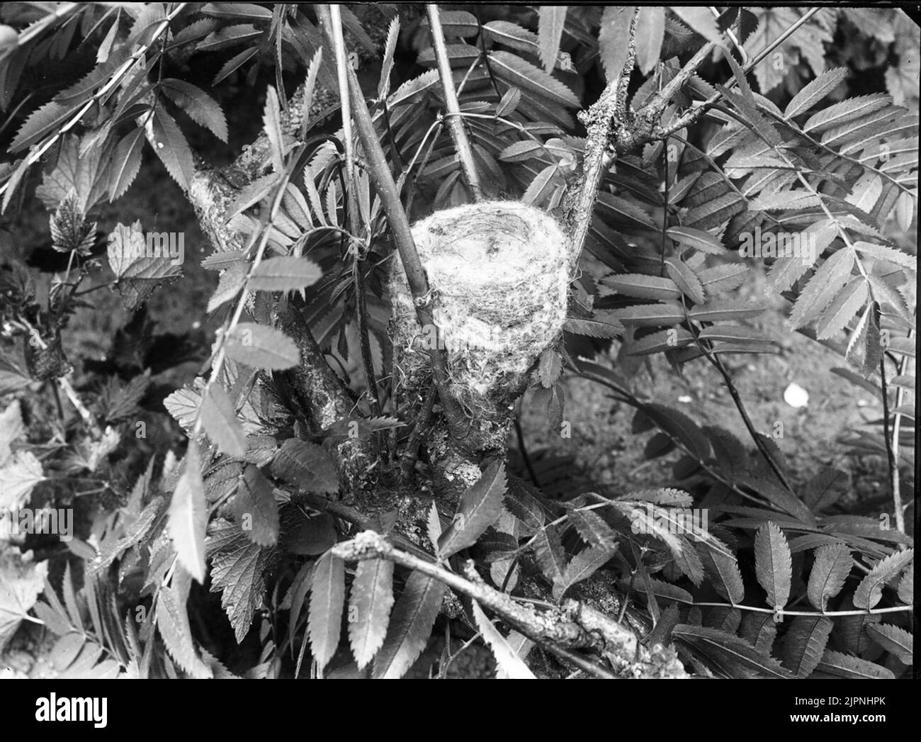 Stay of steglits Bo av steglits Stock Photo - Alamy