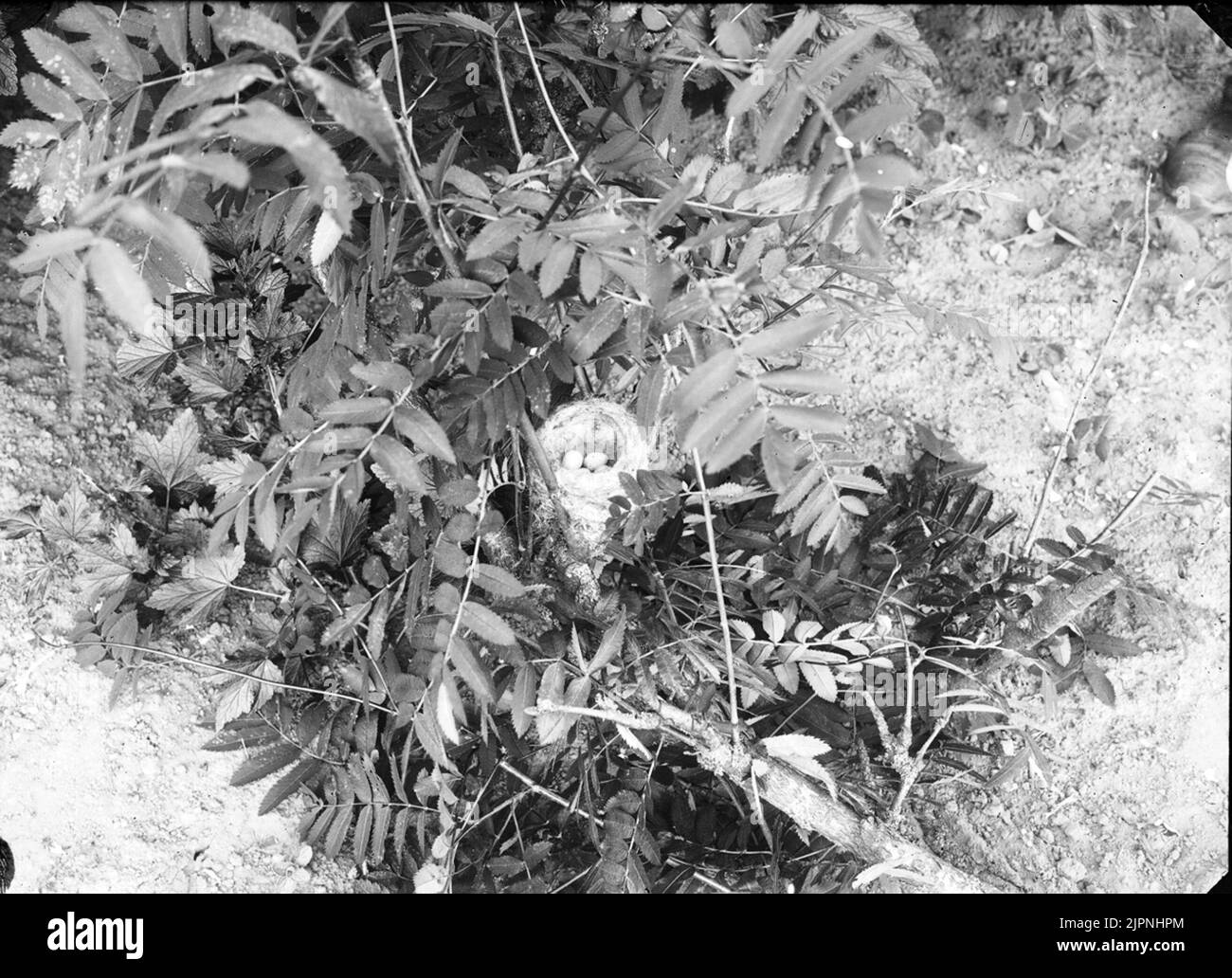 Stay of steglits Bo av steglits Stock Photo - Alamy