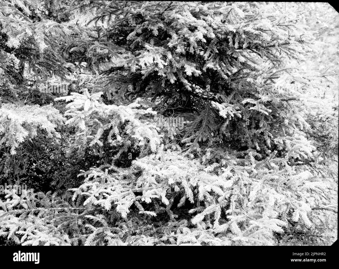 Greenfink hi-res stock photography and images - Alamy