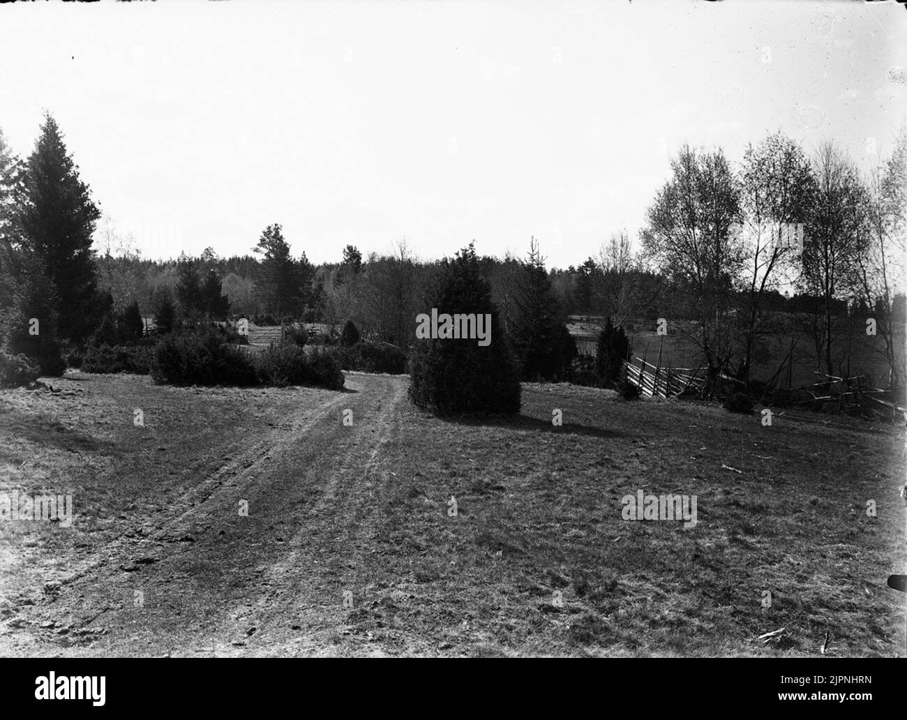 Greenfink hi-res stock photography and images - Alamy
