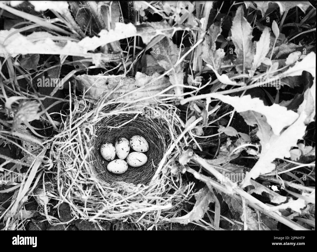 Parv hi-res stock photography and images - Alamy