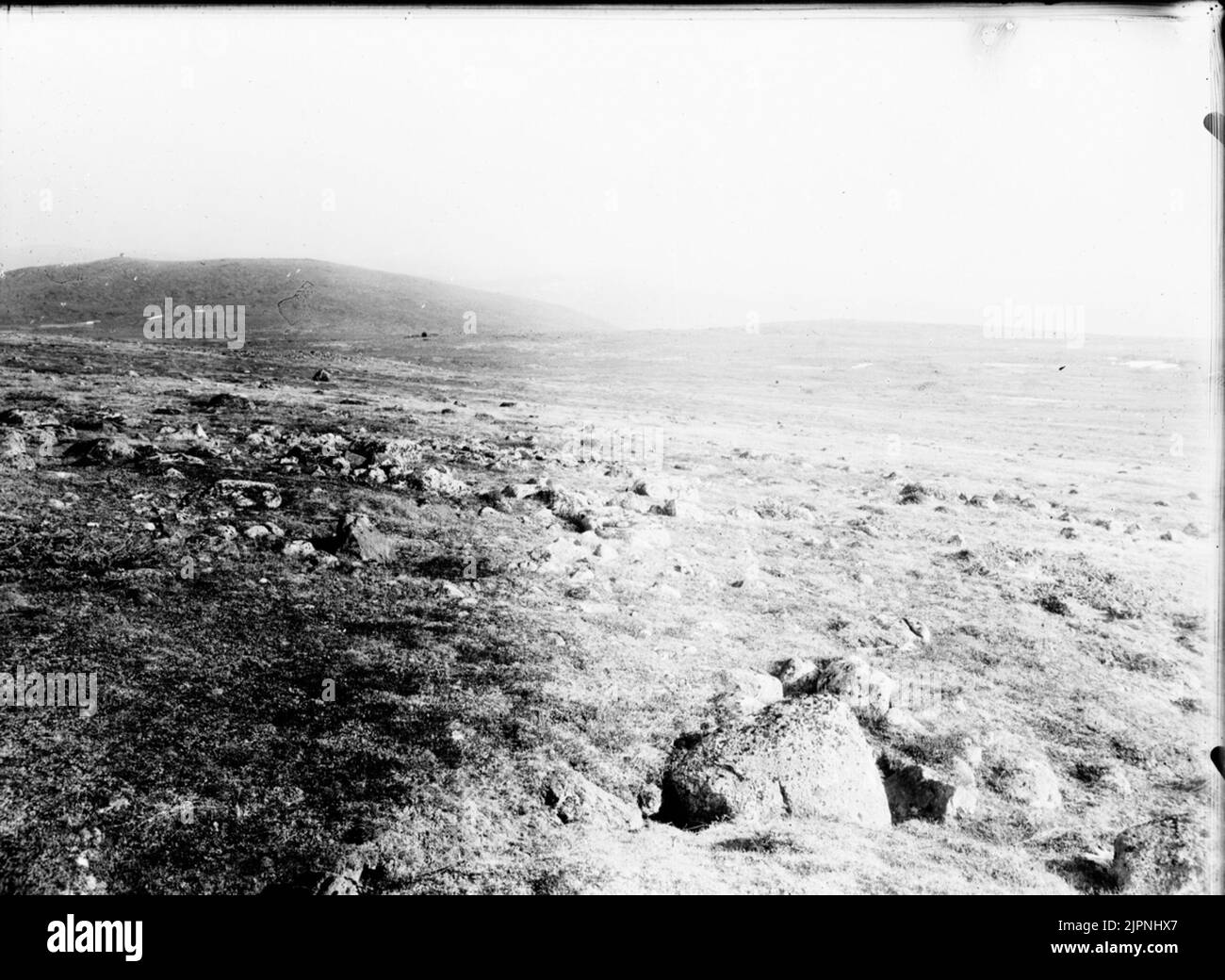 Ground sparrow Black and White Stock Photos & Images - Alamy