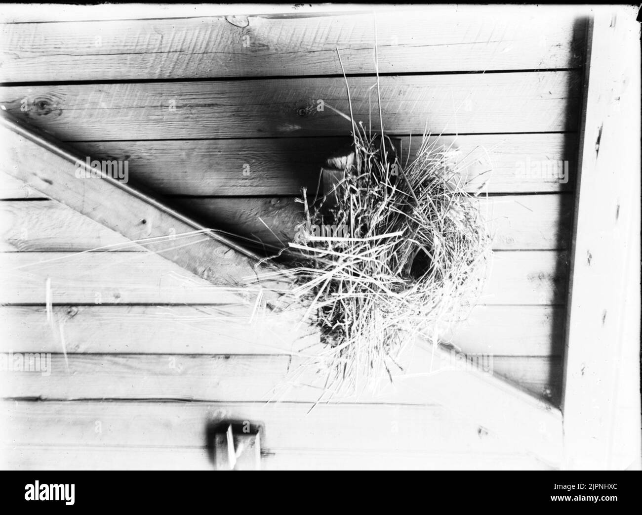 Stay of gray sparv Bo av gråsparv Stock Photo - Alamy