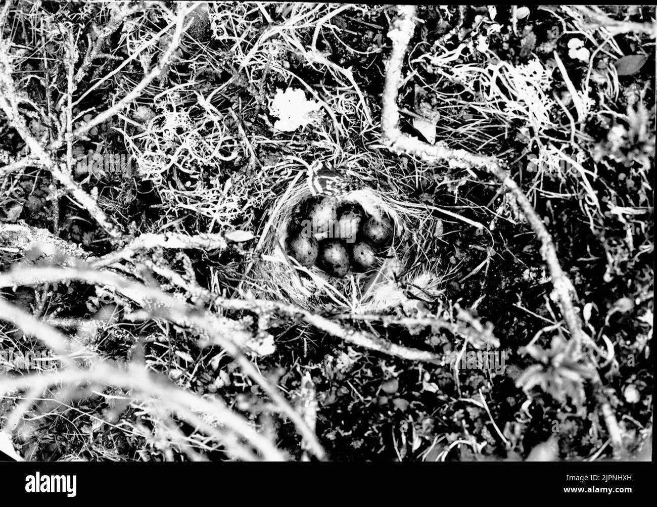 Arctic breeding bird Black and White Stock Photos & Images - Alamy