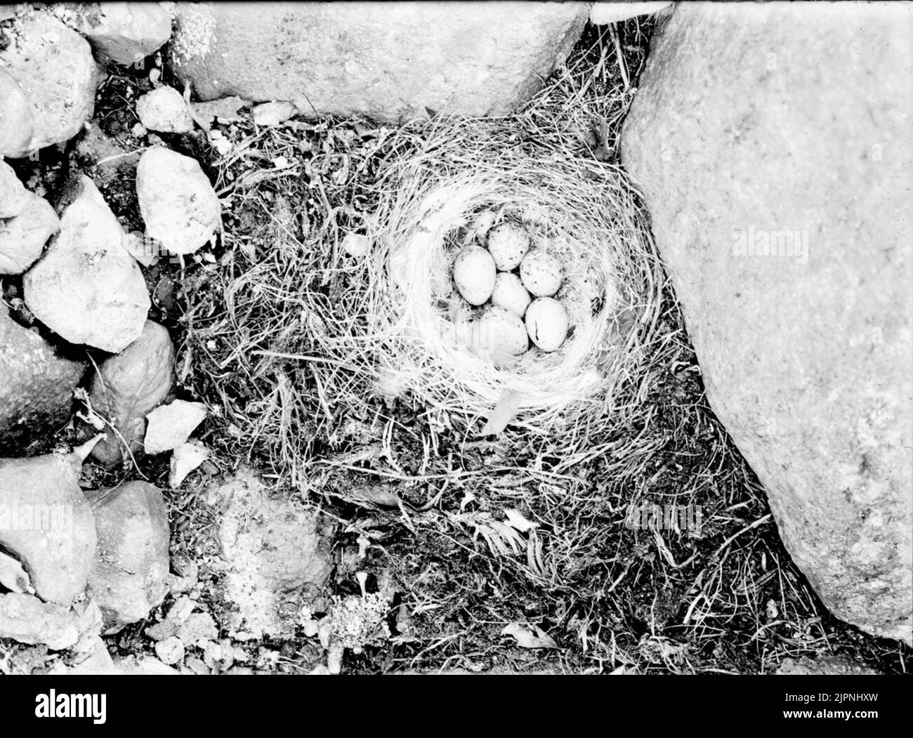 Ground sparrow Black and White Stock Photos & Images - Alamy