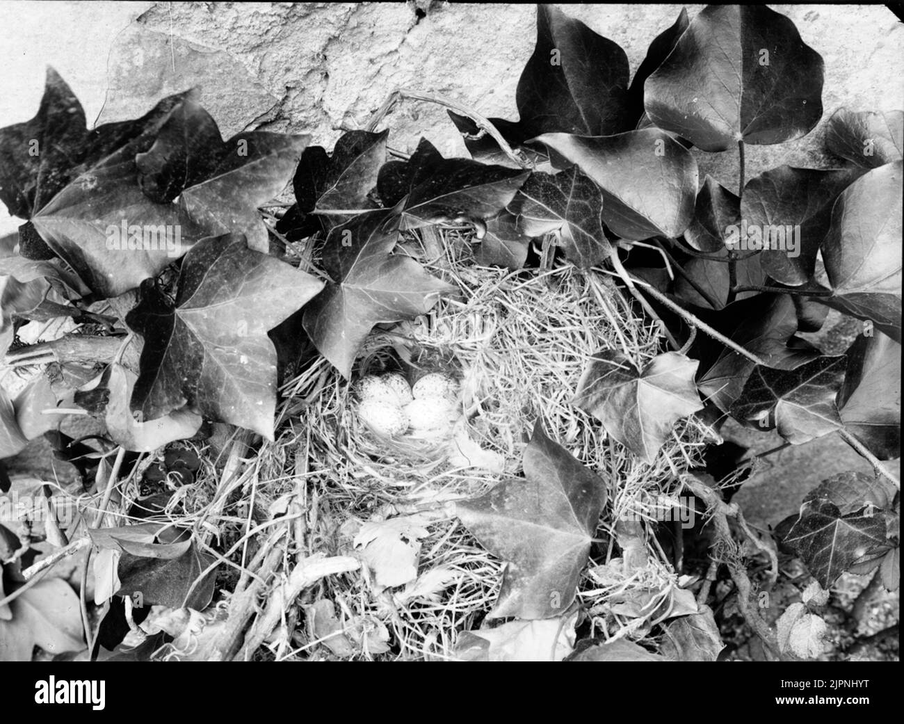 Stay of gray sparv Bo av gråsparv Stock Photo - Alamy