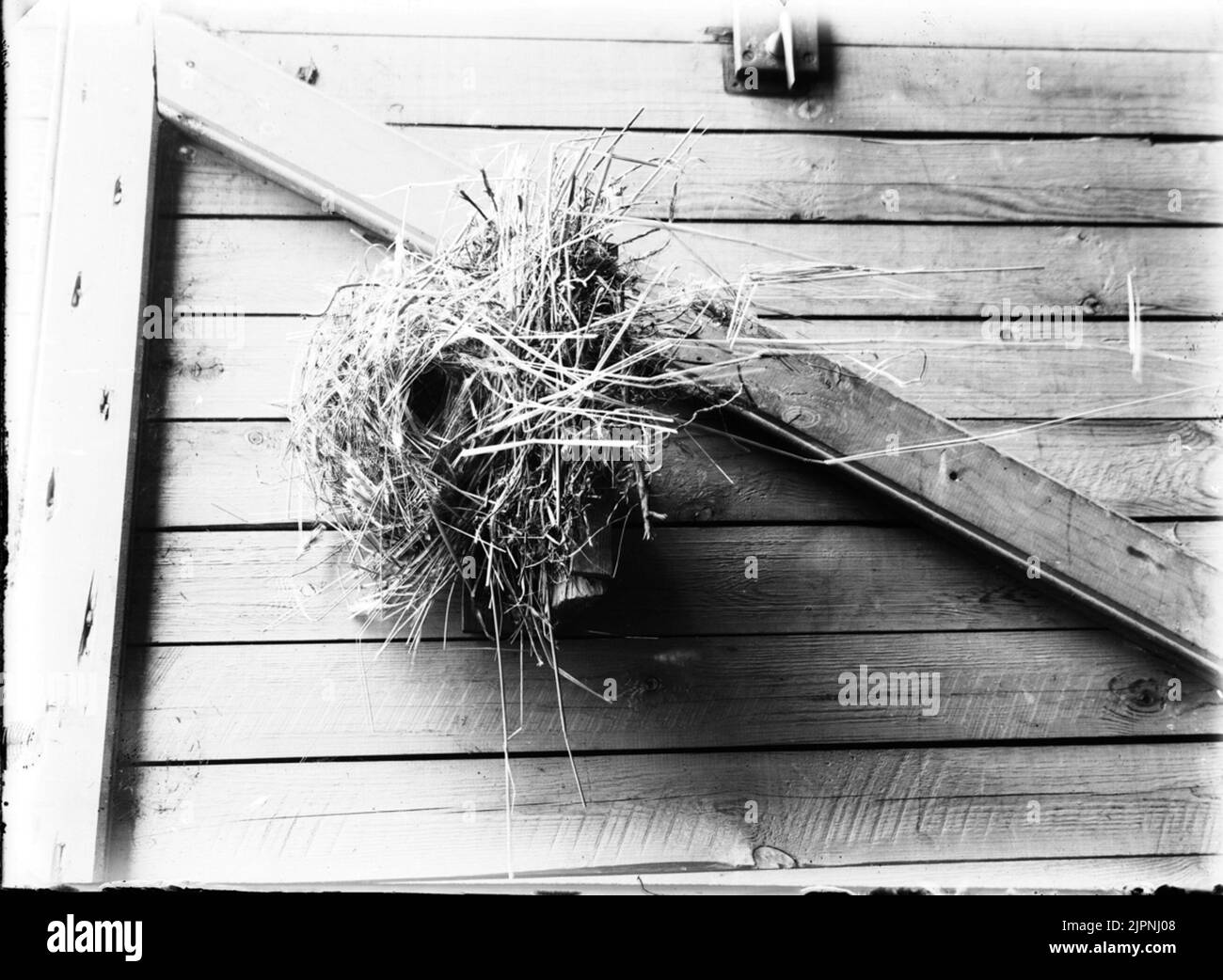 Stay of gray sparv Bo av gråsparv Stock Photo - Alamy