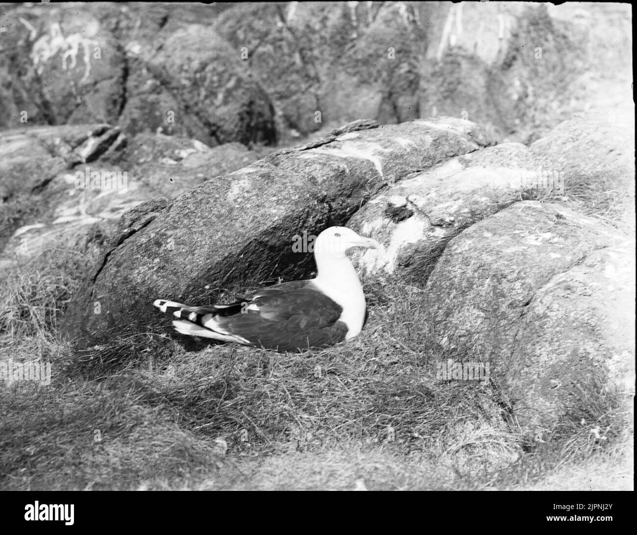 Trut hi-res stock photography and images - Alamy