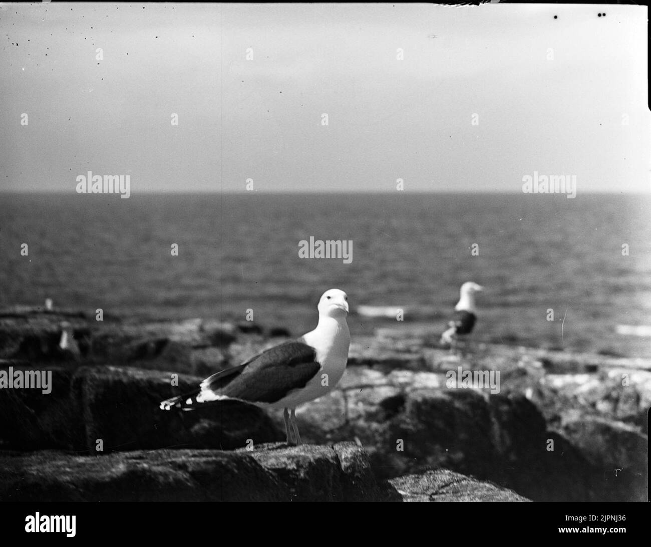 Trut hi-res stock photography and images - Alamy