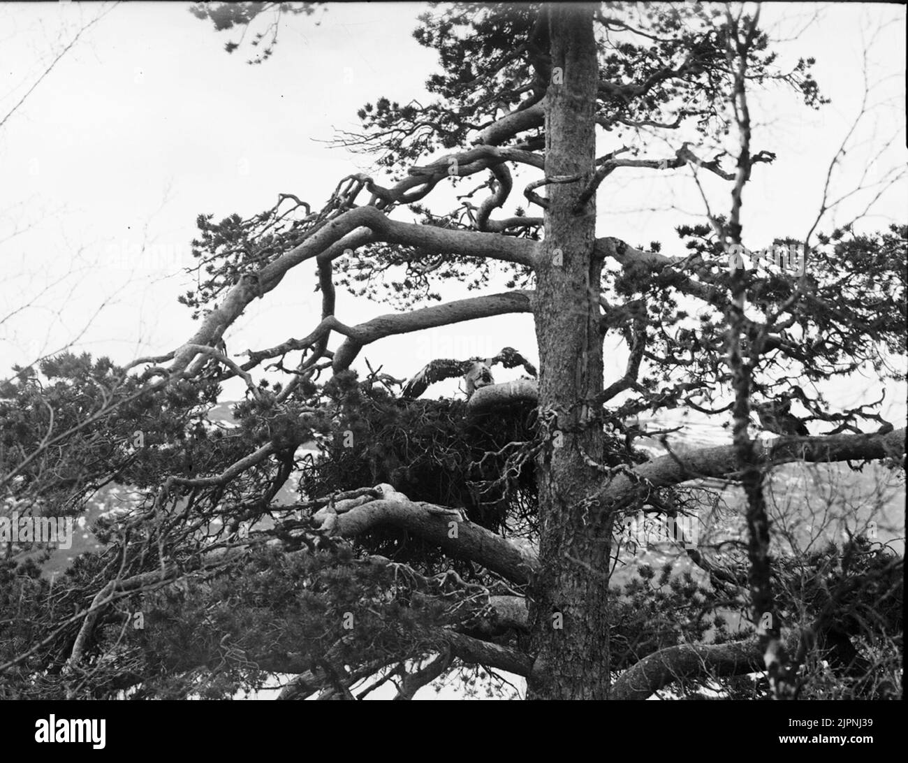 Eagle photo Black and White Stock Photos & Images - Alamy