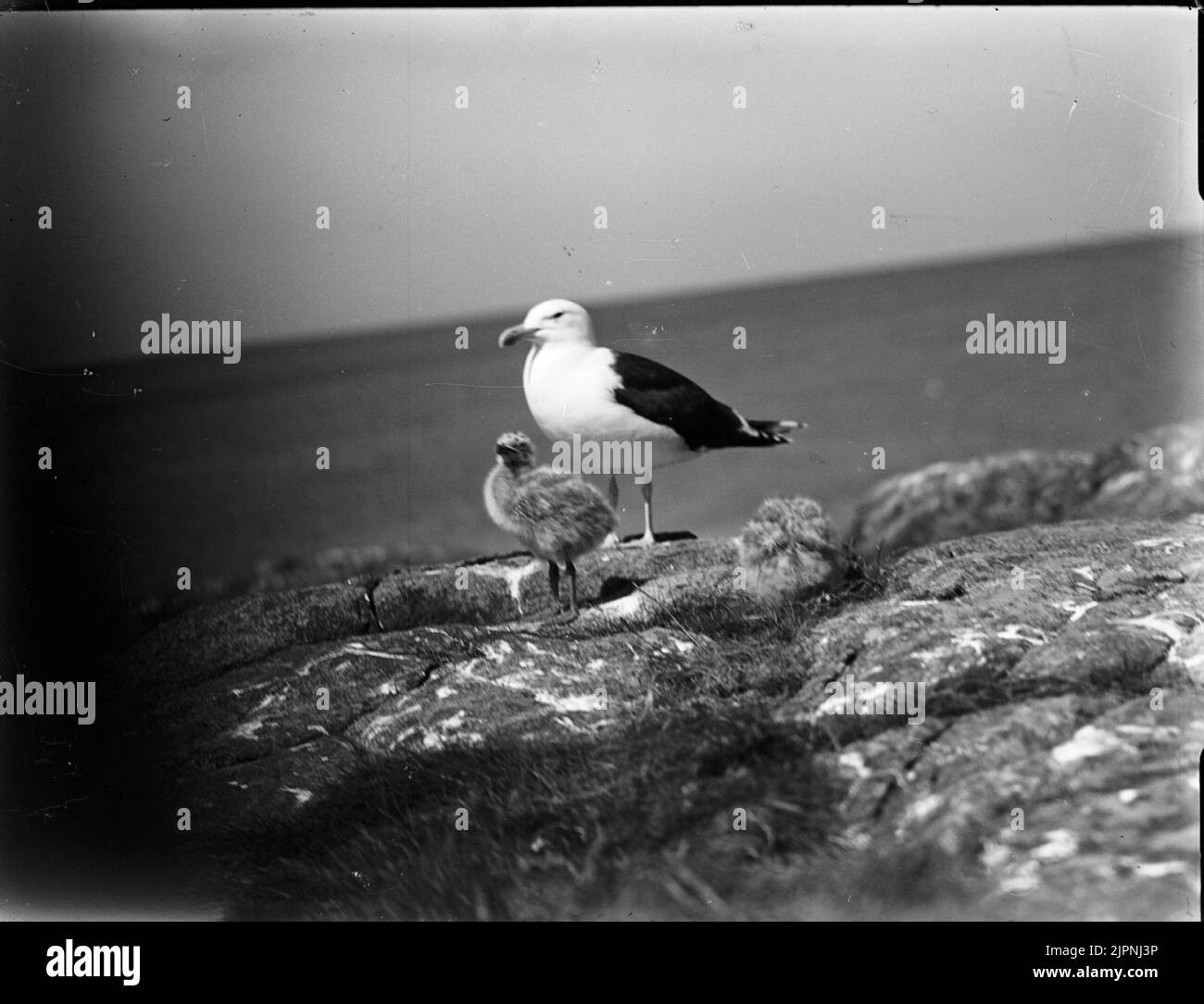 Trut hi-res stock photography and images - Alamy