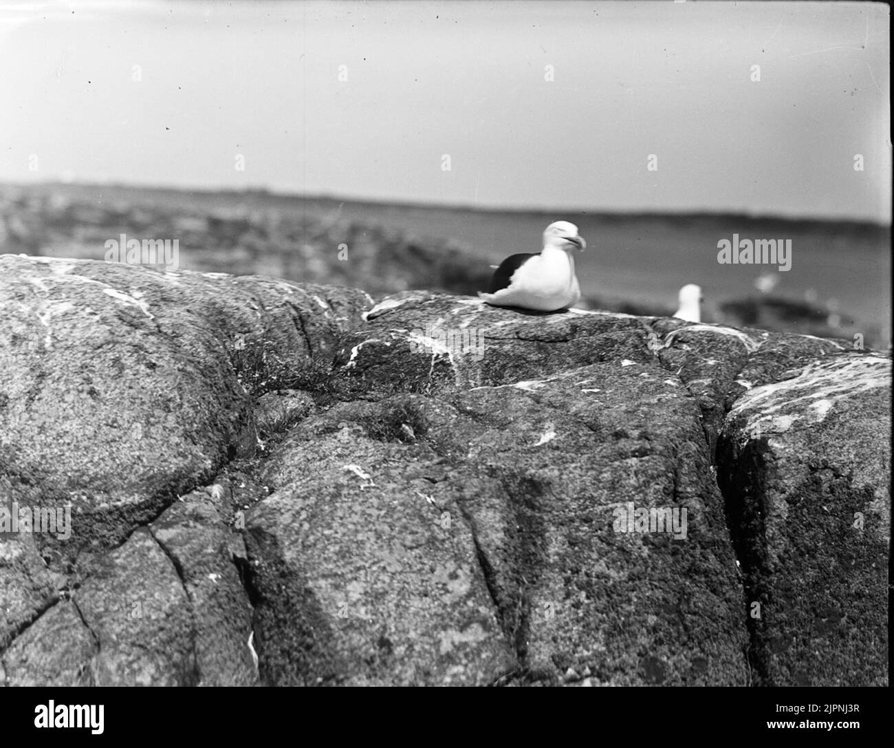 Trut hi-res stock photography and images - Alamy