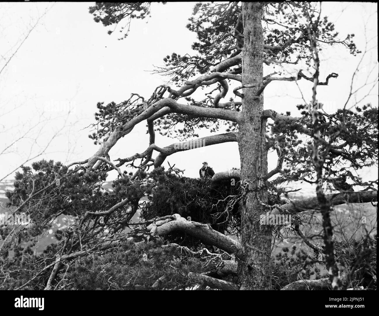 Eagle photo Black and White Stock Photos & Images - Alamy